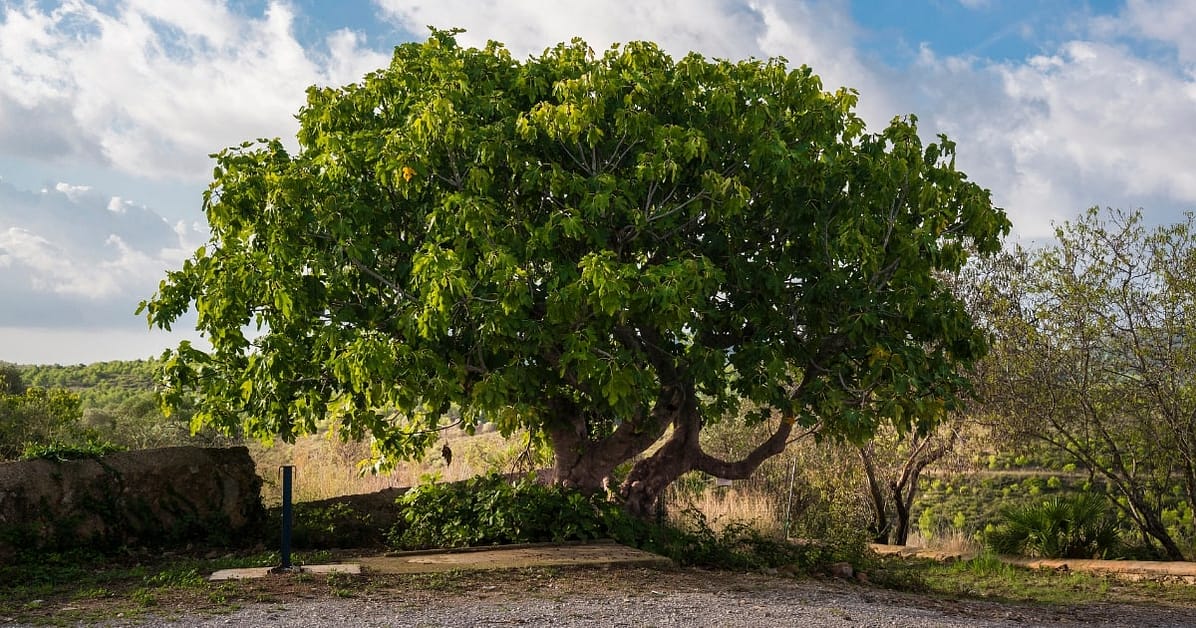 Parable of Jesus: The Barren Fig Tree - Dawn of Faith